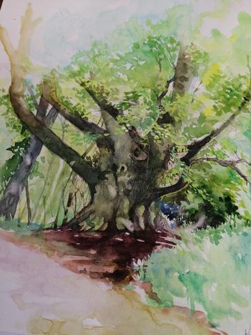 Susan Neale | Wytham Woods