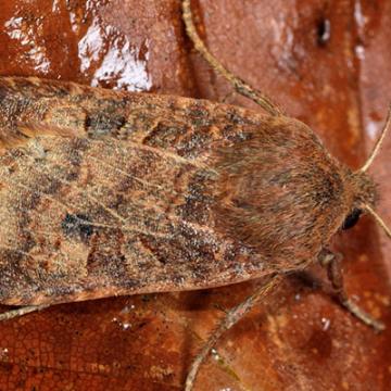Chestnut moth (Conistra vaccinii) | Wytham Woods