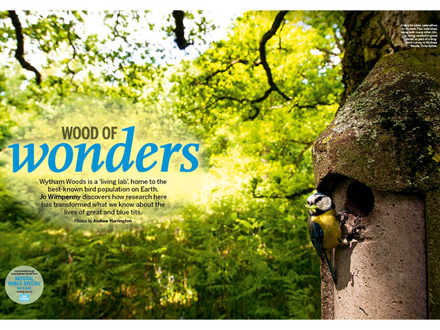Wytham Woods featured in BBC Wildlife magazine | Wytham Woods