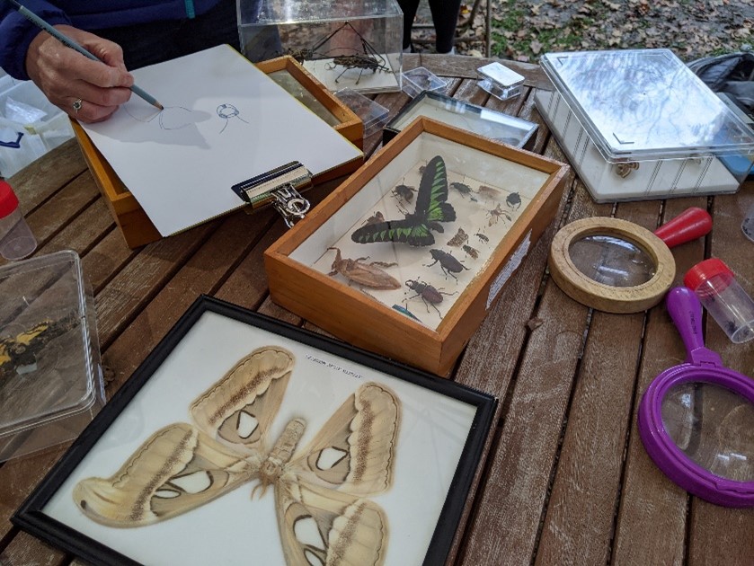 Insect Science & Art Workshop | Wytham Woods