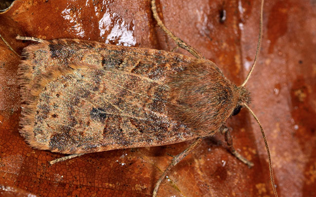 Chestnut moth (Conistra vaccinii) | Wytham Woods