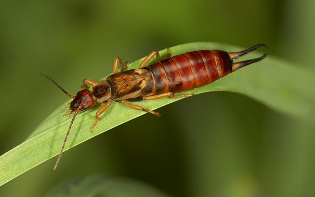 Earwig (Forficula auricularia) | Wytham Woods