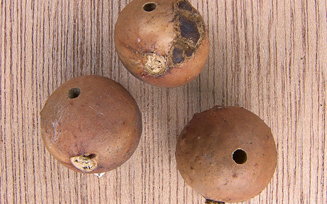 Oak Marble Gall Wasp (Andricus kollari) | Wytham Woods