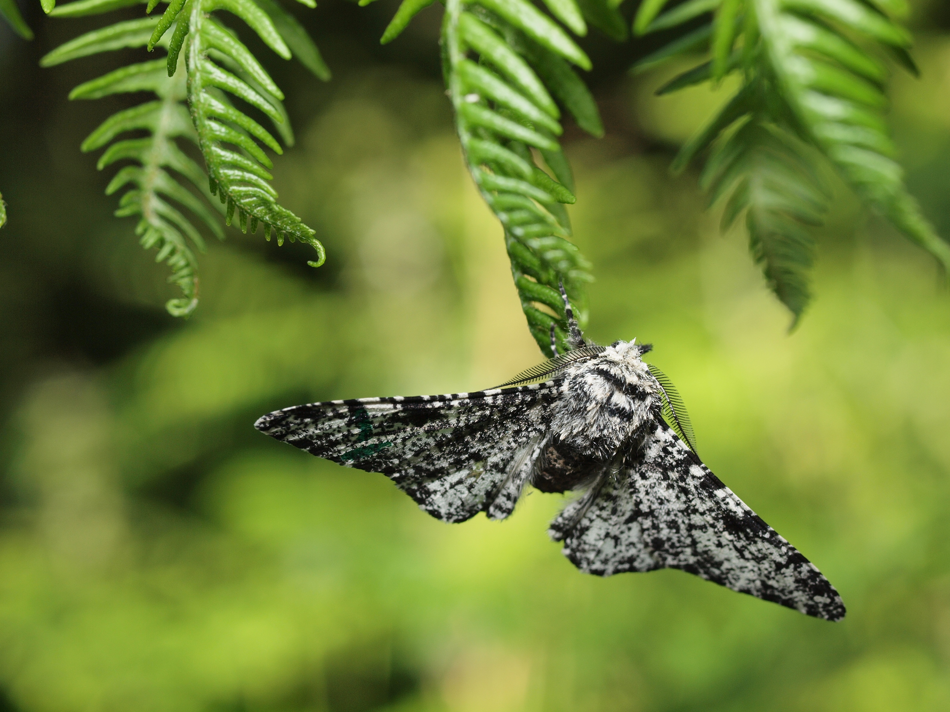 Oxford Green Estate unifies University-owned green spaces | Wytham Woods