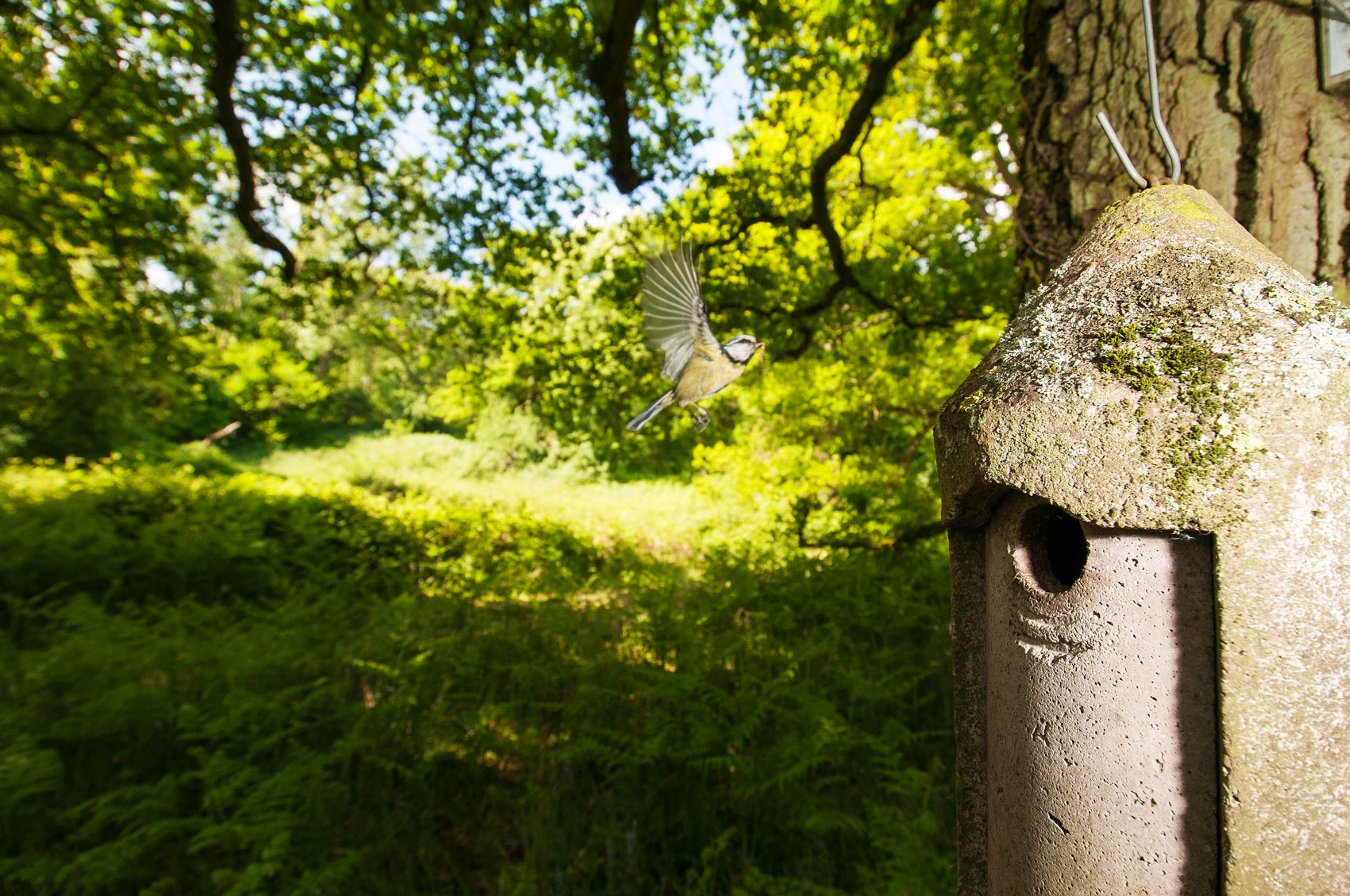 Plan your visit | Wytham Woods