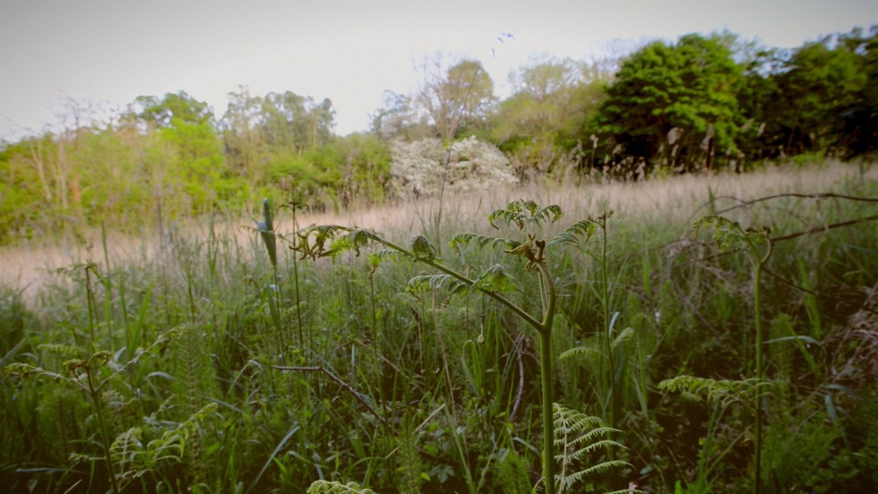Marley Fen | Wytham Woods